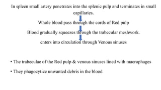lymphoreticular system.pptx