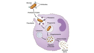 lymphoreticular system.pptx