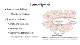 lymphoreticular system.pptx