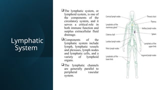 Lymph organs By Muhammad Owais covering primary and secondary lymphoid.pptx