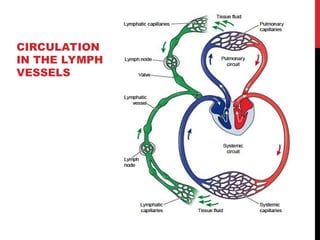 Lymphathic System of the Human anatomy.ppt