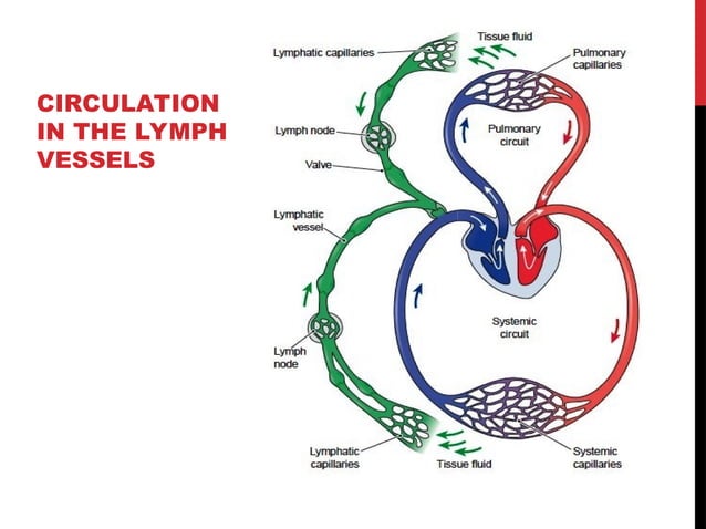 Lymphathic System of the Human anatomy.ppt