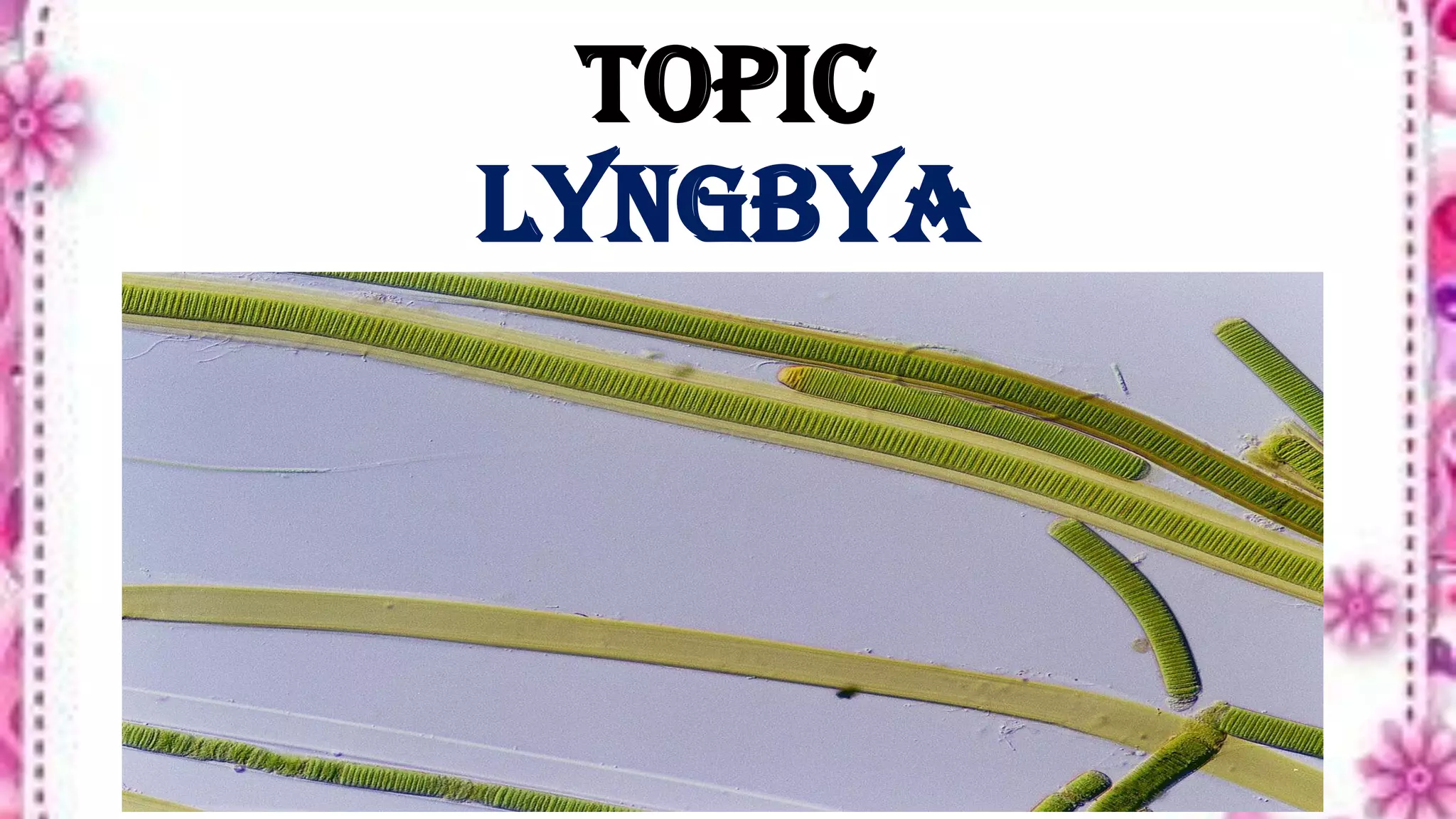Lyngbya ppt - cyanobacteria cyanophyceae blue green algae | PDF ...