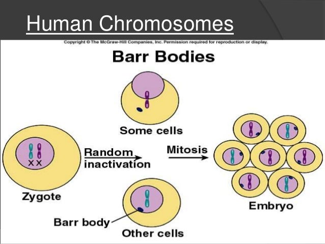 Lyon hypothesis-X-inactivation-mosaic formation
