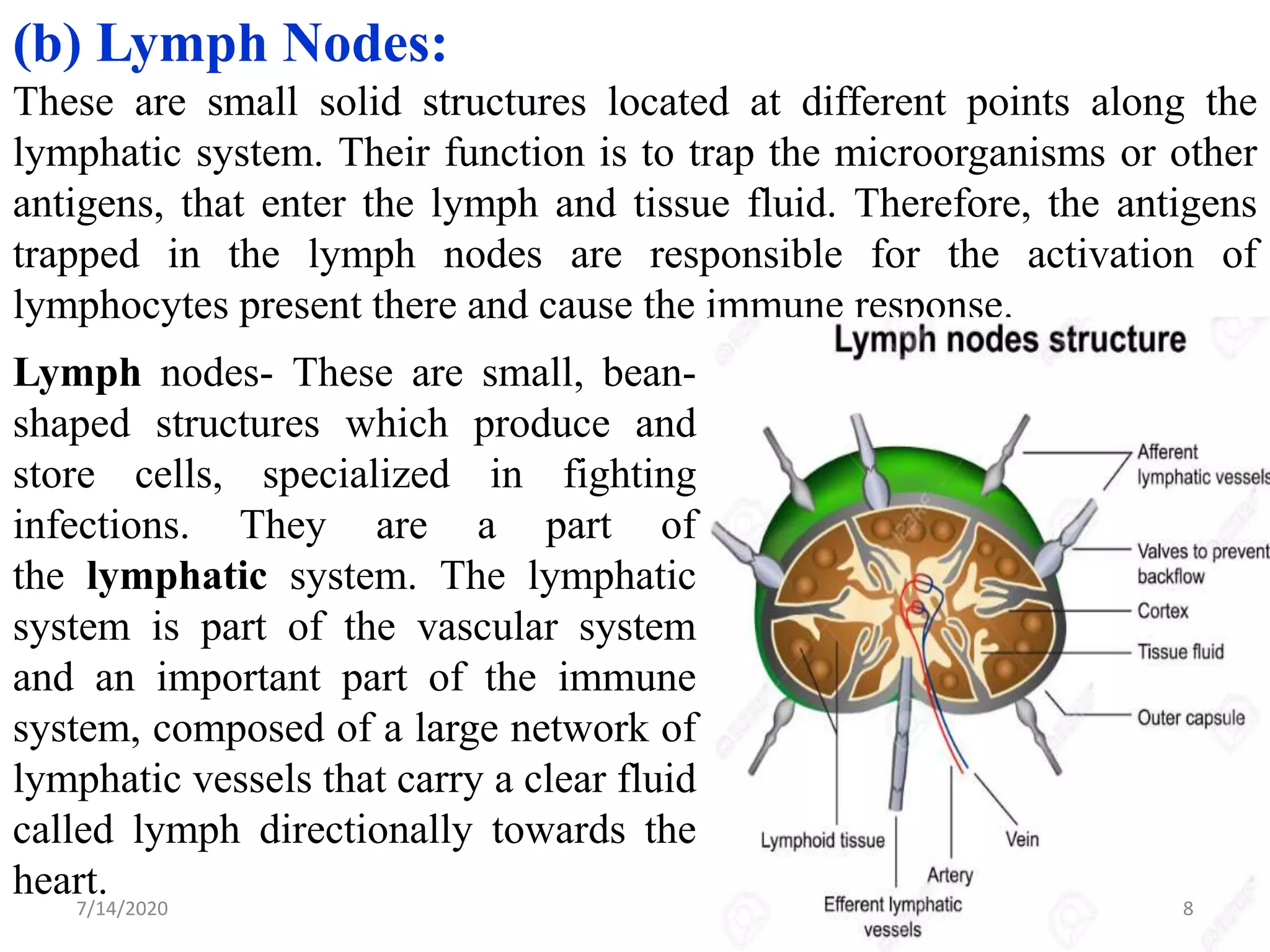 Lyphoid organs | PPT