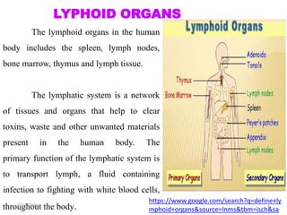 Lyphoid organs | PPT