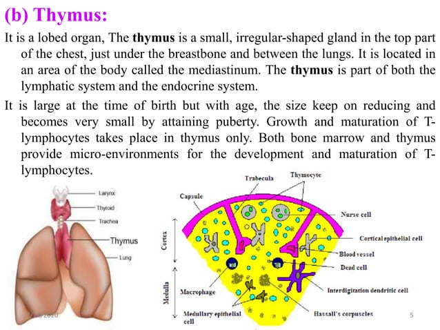Lyphoid organs | PPT