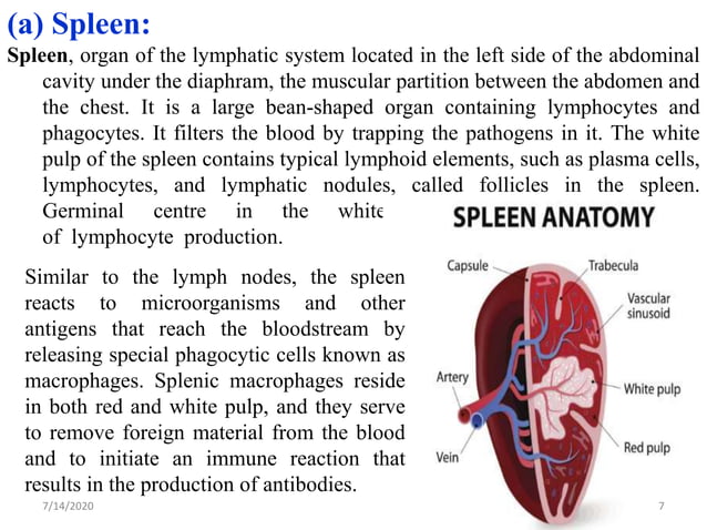 Lyphoid organs | PPT