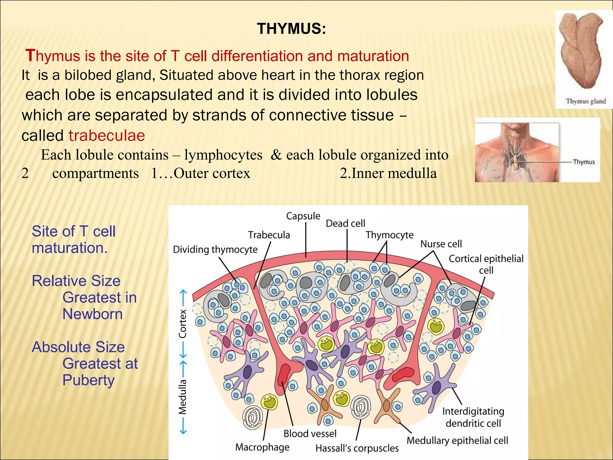 Lymphoid organs ppt | PPT