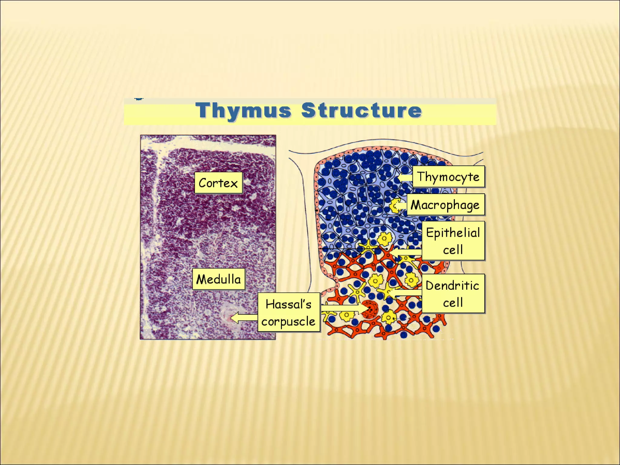 Lymphoid Organs Ppt Ppt