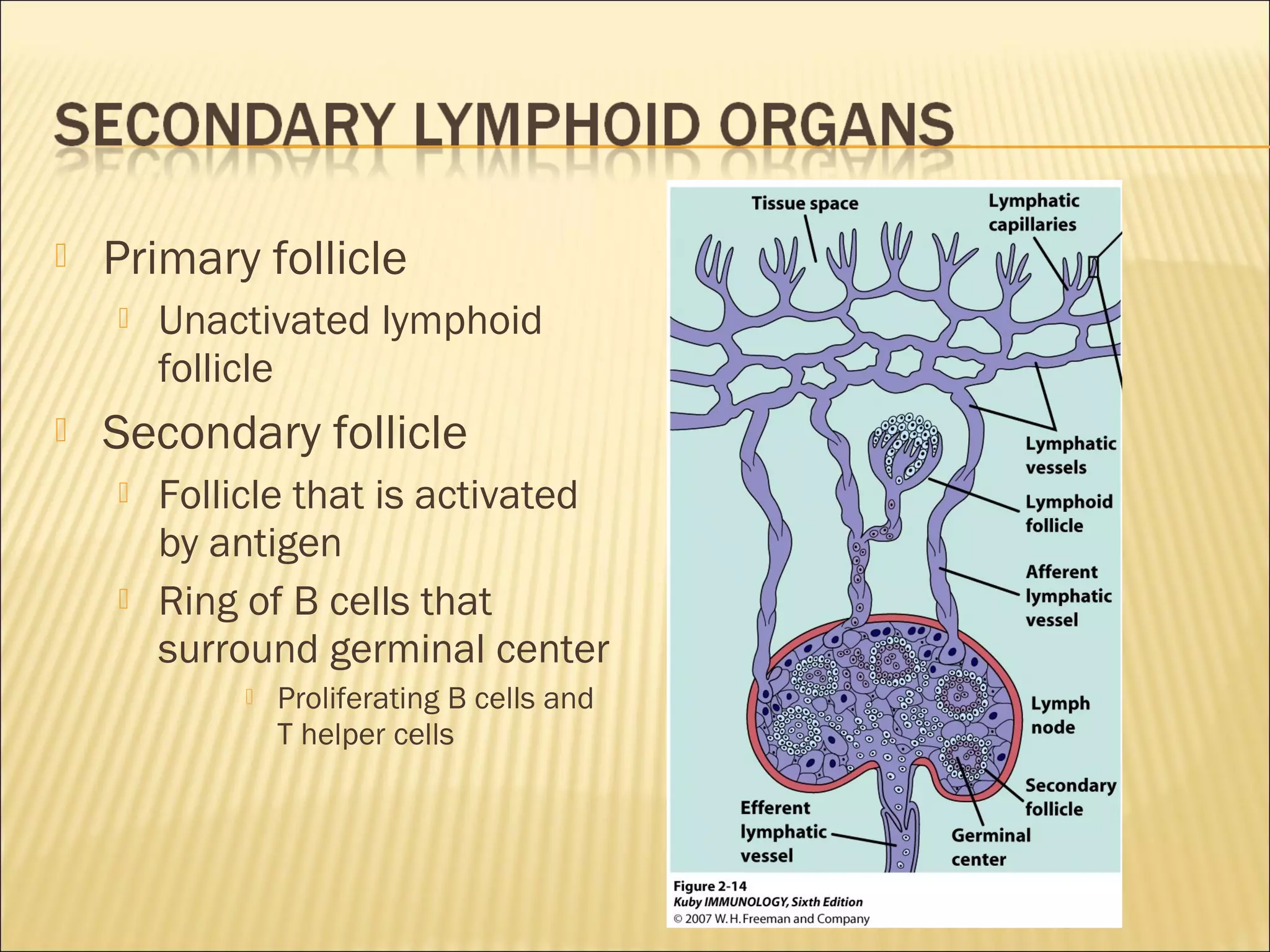 Lymphoid organs ppt | PPT