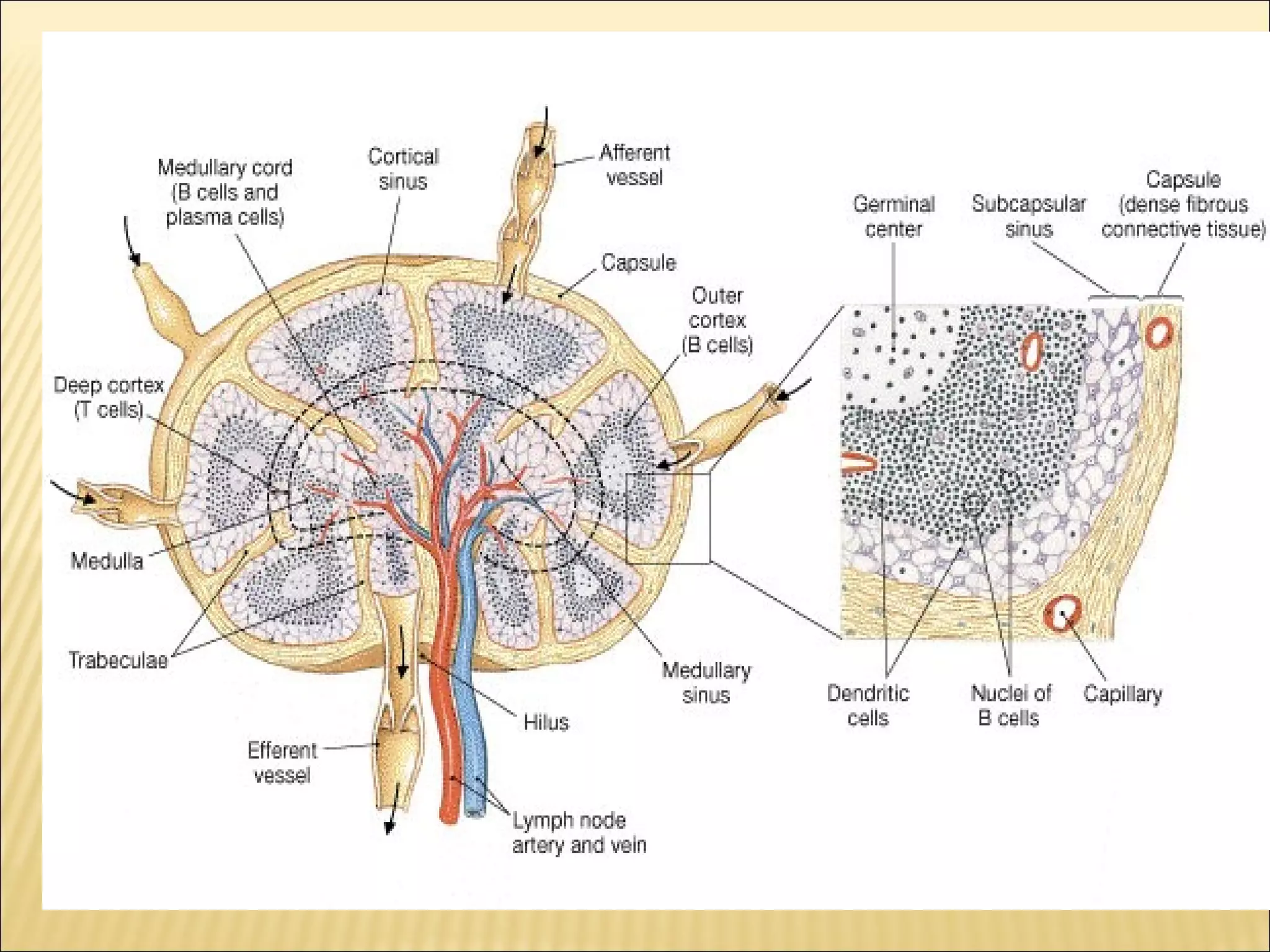Lymphoid organs ppt | PPT