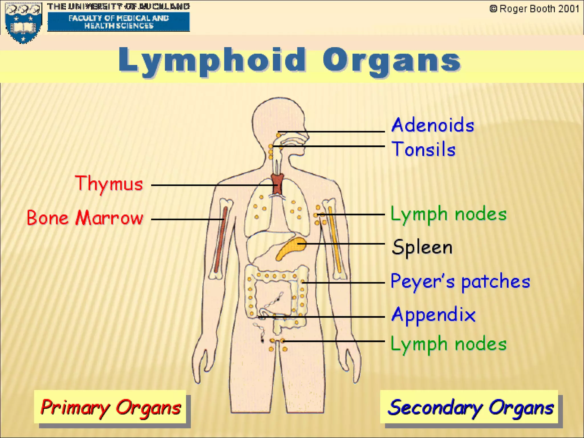 Lymphoid organs ppt | PPT