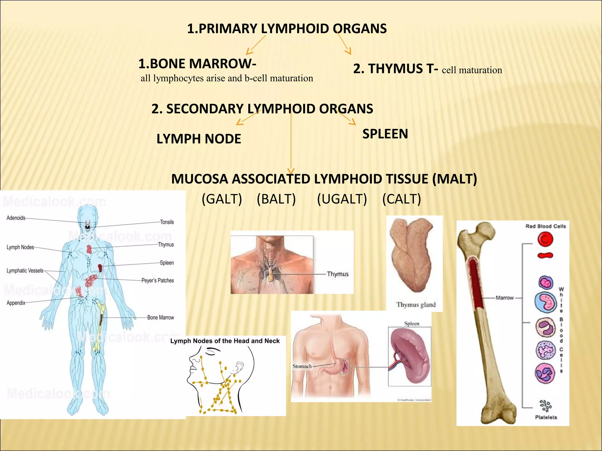 Lymphoid organs ppt | PPT