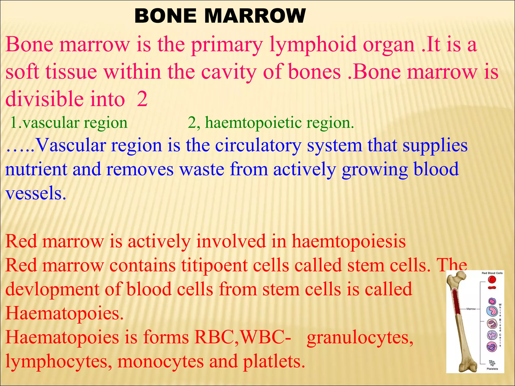 Lymphoid Organs Ppt Ppt 8603
