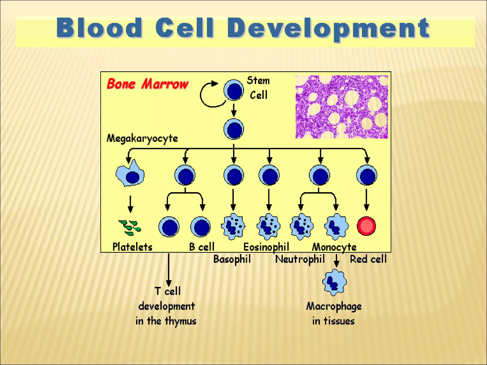 Lymphoid Organs Ppt Ppt 3901