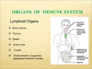 Lymphoid organs ppt | PPT