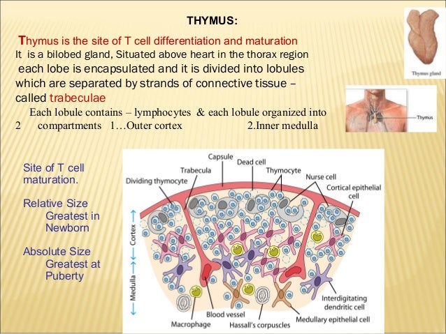 Thymus Purpose