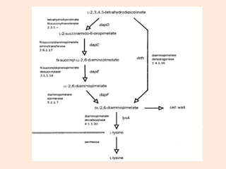 Industrial Production of L-Lysine by Fermentation | PPTX