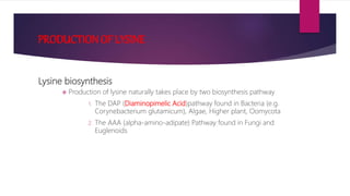 lysine amino acid.pptx