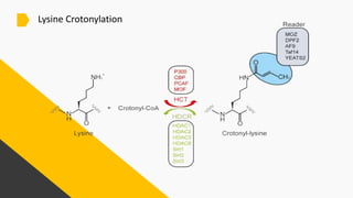 Lysine Crotonylation.pptx