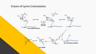 Lysine Crotonylation.pptx