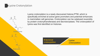 Lysine Crotonylation.pptx