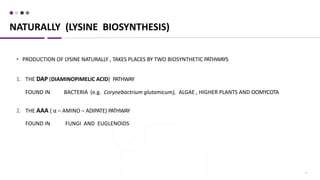 LYSINE PRODUCTION..pptx