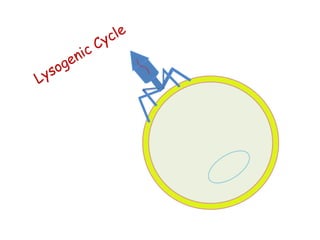 Lysogenic and lytic cycles | PPTX