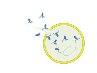Lysogenic and lytic cycles | PPTX