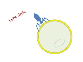 Lysogenic and lytic cycles | PPTX