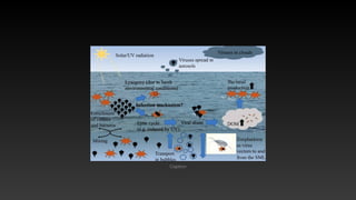 Lysogenic effect of virus on plankton -marine environment | PPT
