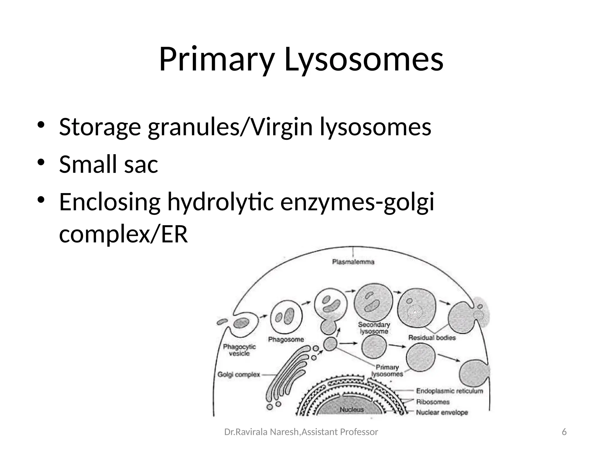 Structure Types And Functions Of Lysosomes Pptx