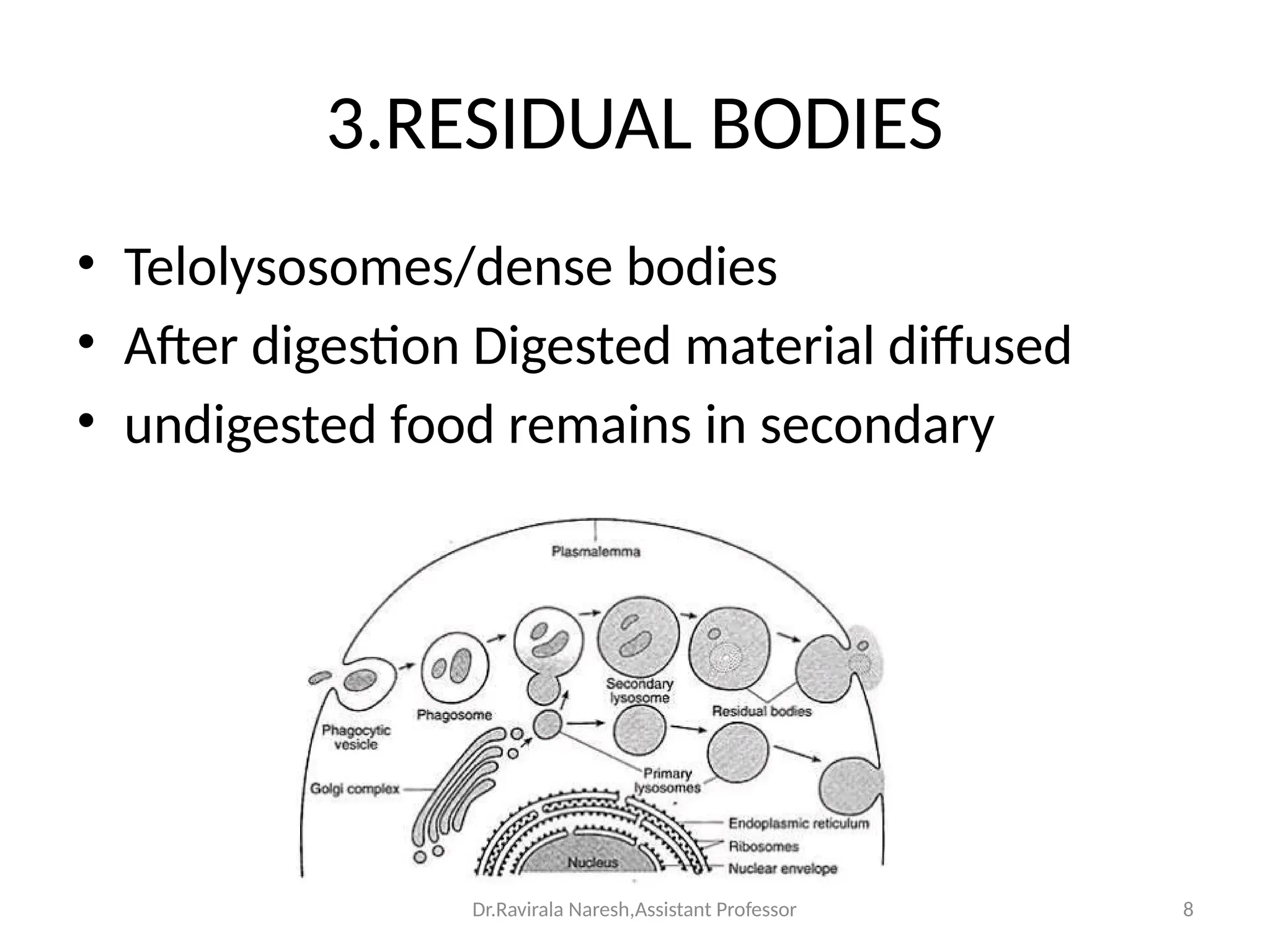Structure Types And Functions Of Lysosomes Pptx
