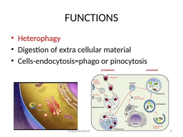 Structure Types And Functions Of Lysosomes Pptx