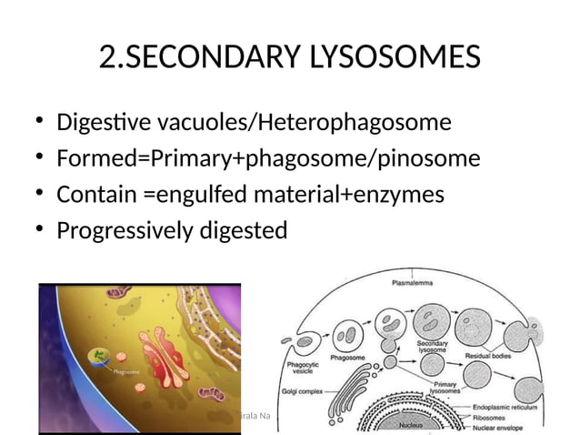 STRUCTURE,TYPES AND FUNCTIONS OF LYSOSOMES | PPTX