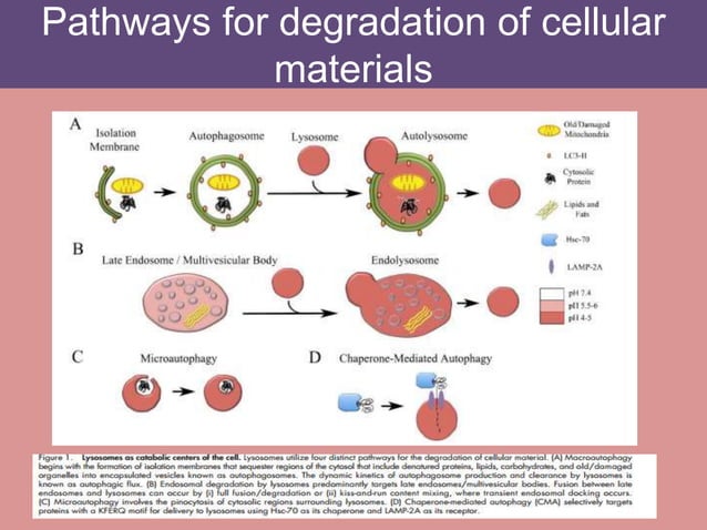 Lysosomal storage diseases | PPTX