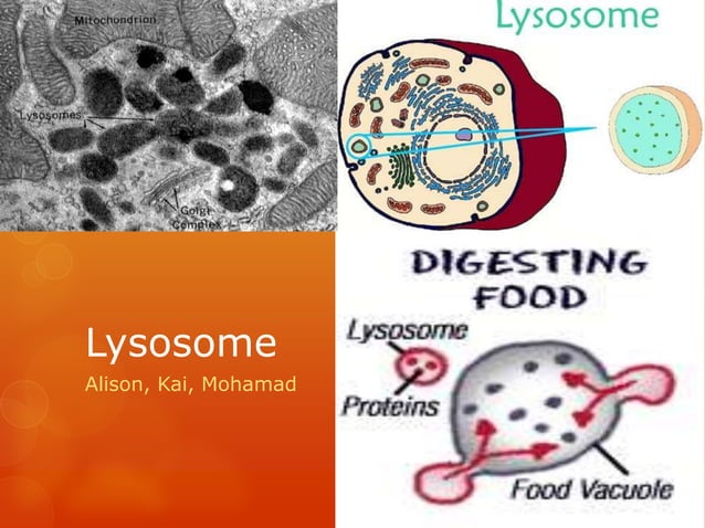 Lysosome Structure