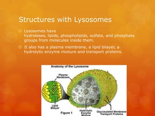 Lysosome | PPT