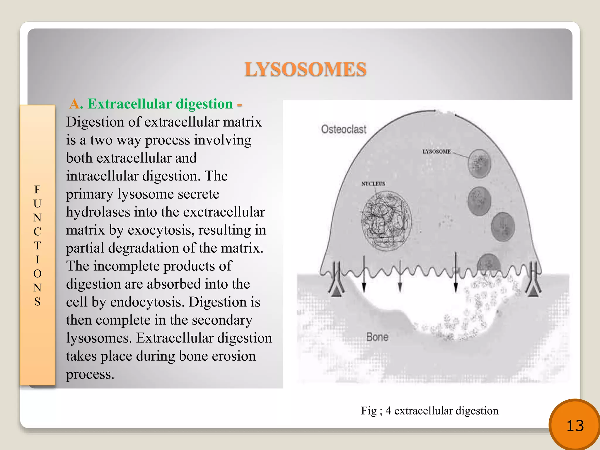 Lysosome | PPTX