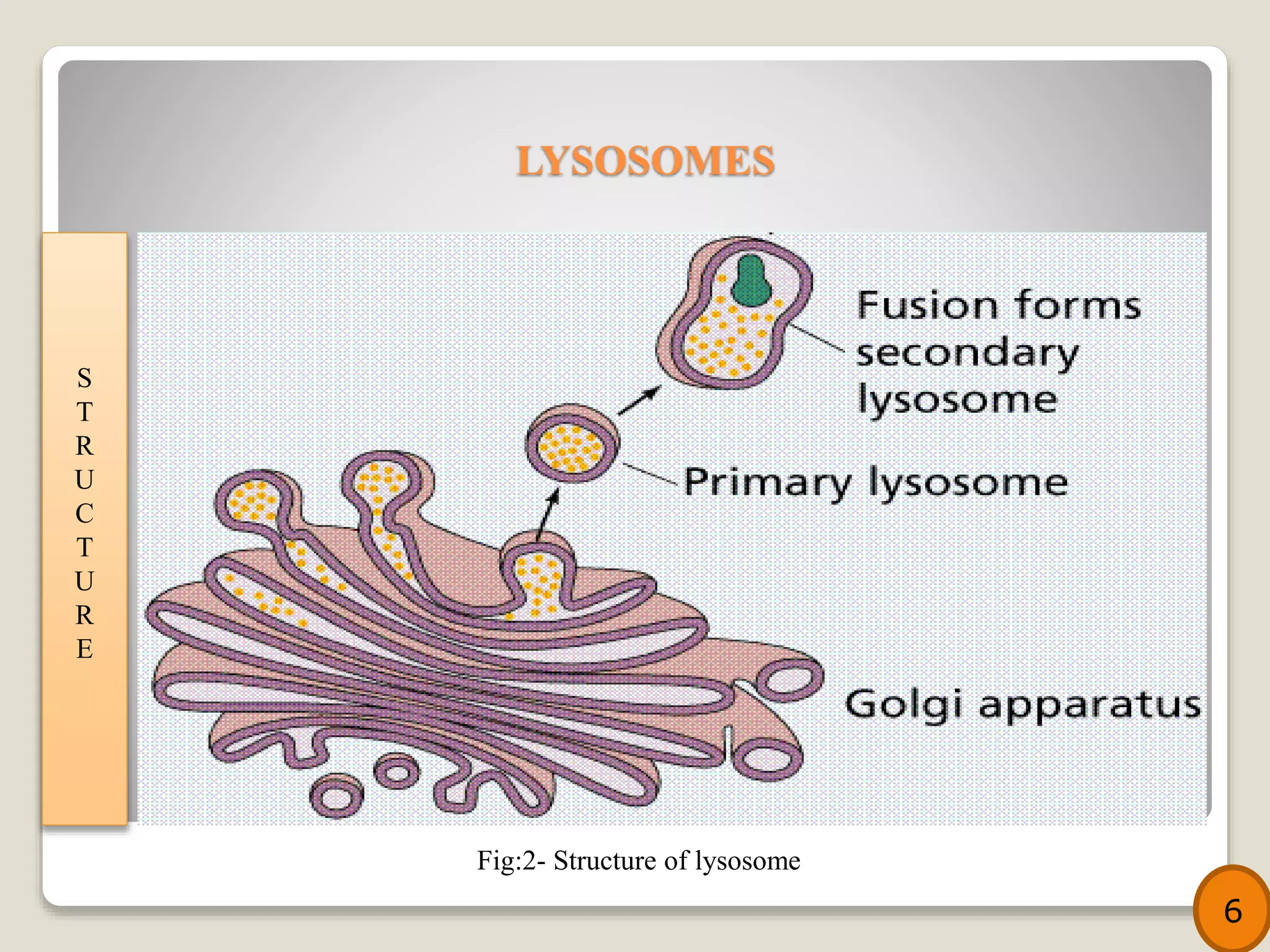 Lysosome | PPTX