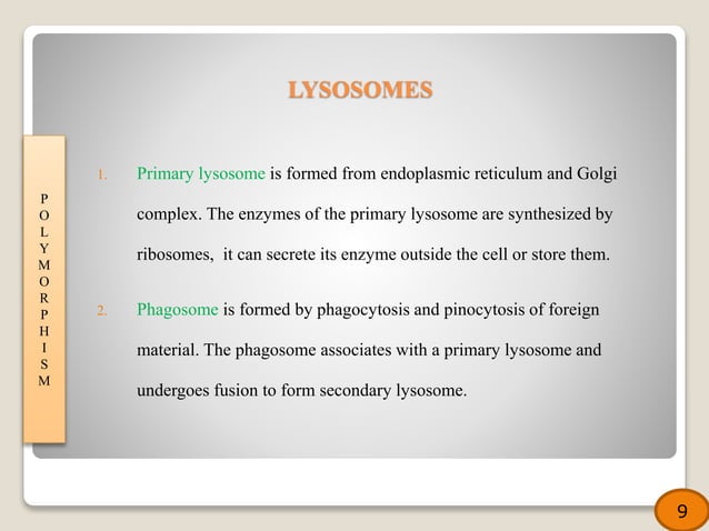 Lysosome | PPTX | Digestive Disorders | Diseases and Conditions