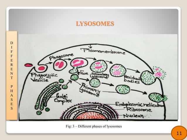 Lysosome | PPTX | Digestive Disorders | Diseases and Conditions