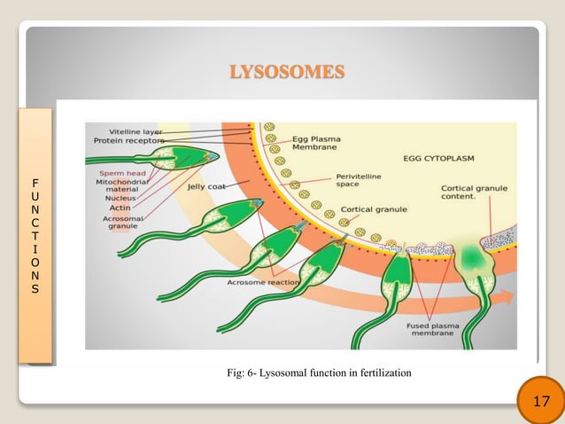 Lysosome | PPTX | Digestive Disorders | Diseases and Conditions