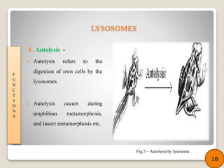 Lysosome | PPTX