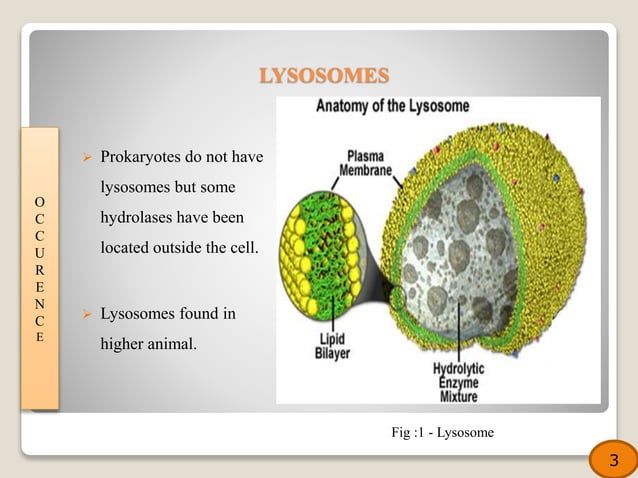 Lysosome | PPTX | Digestive Disorders | Diseases and Conditions