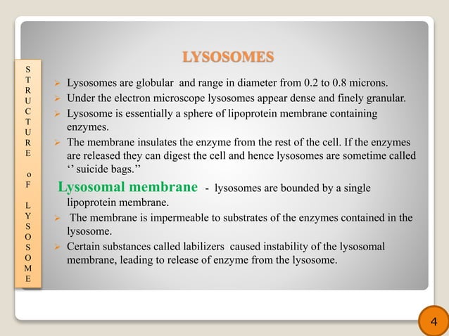 Lysosome | PPTX | Digestive Disorders | Diseases and Conditions