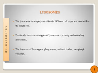 Lysosome | PPT