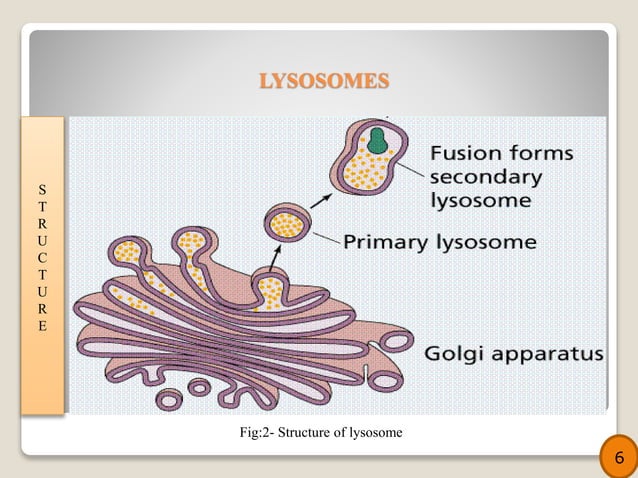 lysosome of the cell and its gogli apparatus | PPTX