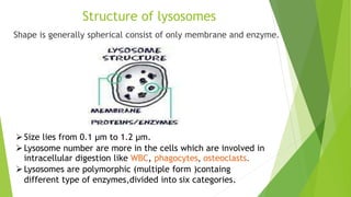 Lysosome structure and function | PPTX